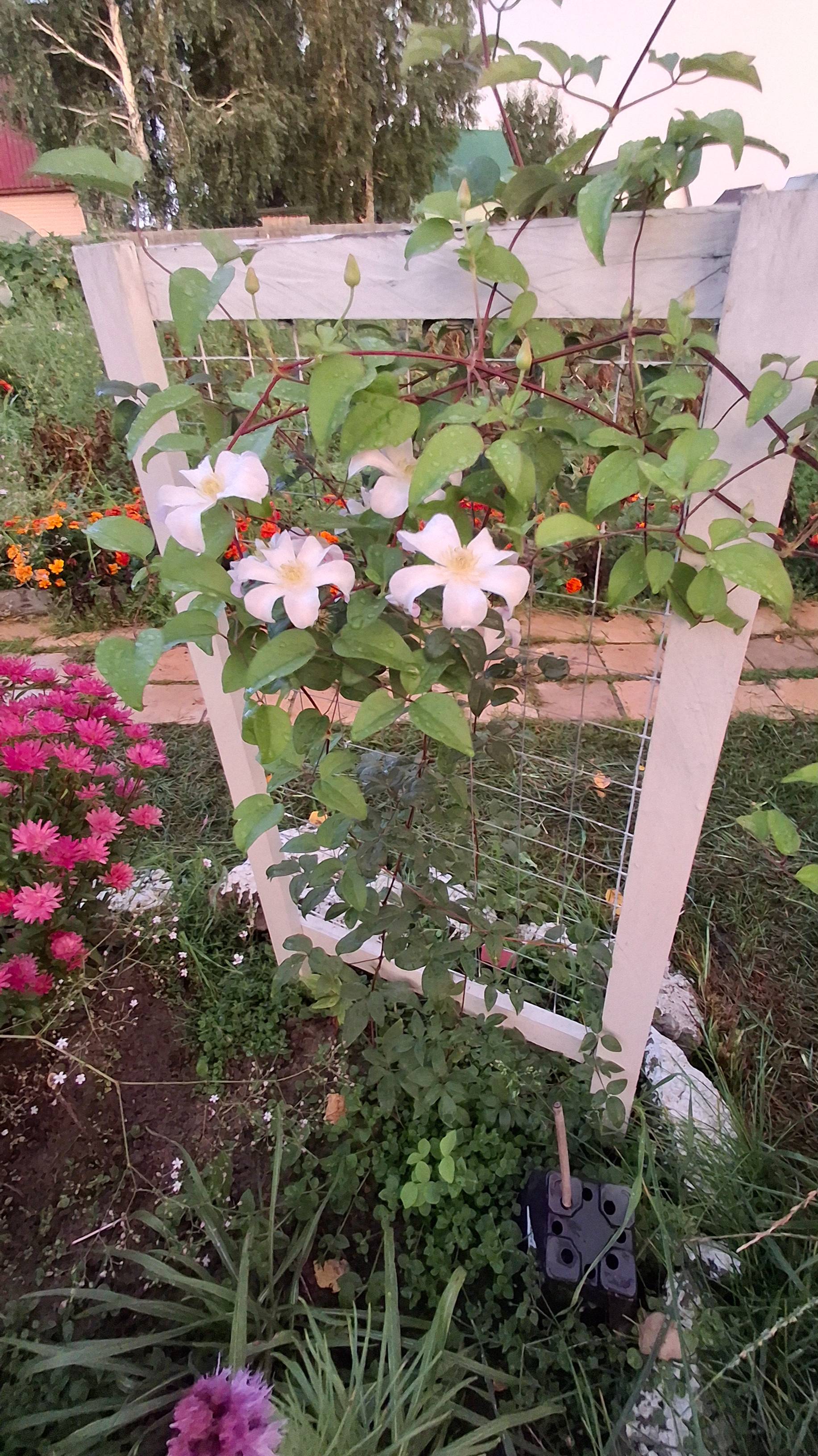 Хулдайн, клематис 3 группы обрезки