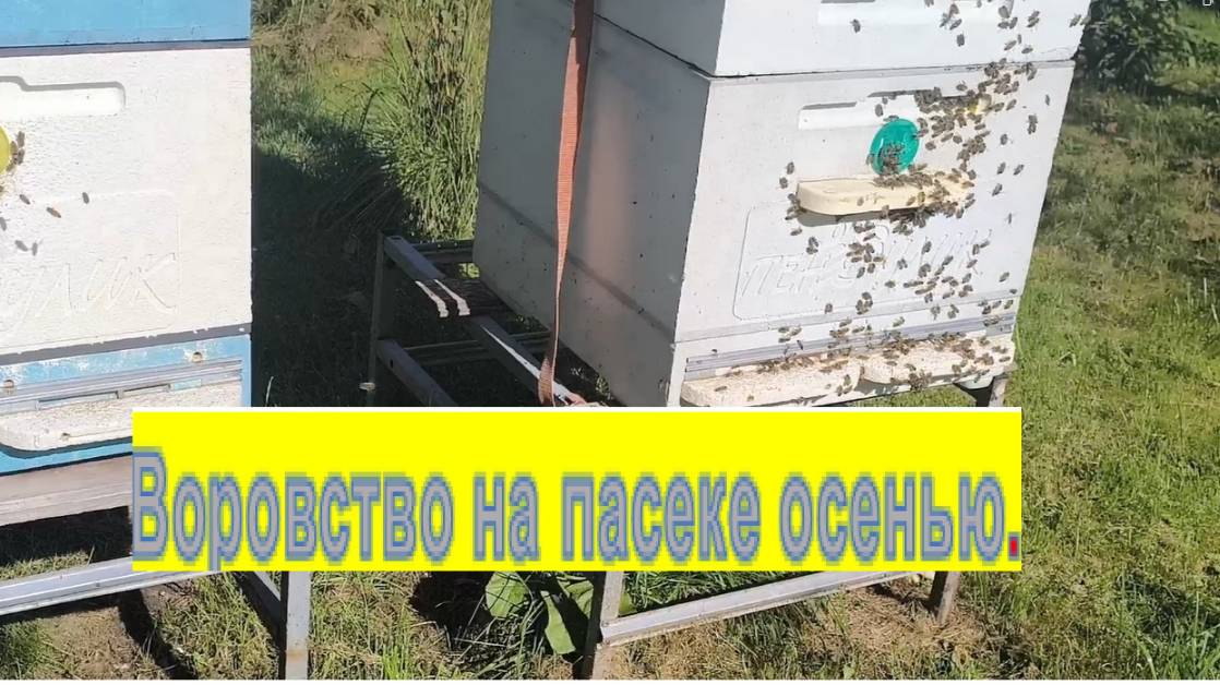 Воровство на пасеке осенью. Нападение пчел воровок на улей. Пчелиное воровство .#пчелы