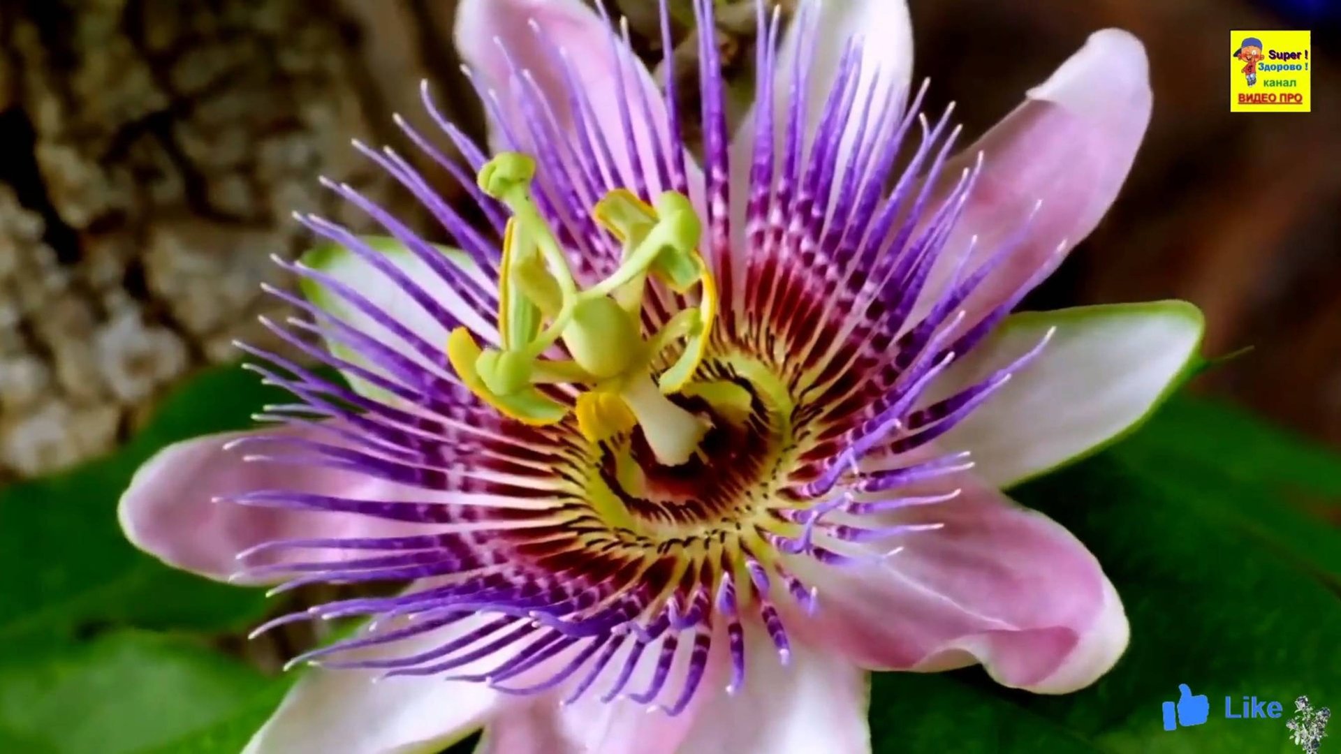 Вальс цветов