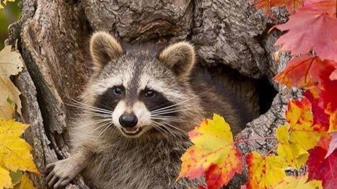 ОКТЯБРЬ--ОВЕН(таро)