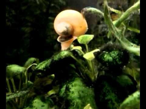 Улитка Ампулярия в движении (часть 2)