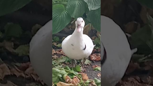 Наши любимые милые животные. #коты #утки #кошки #собаки #котята #рекомендации #втопе #любимые коты