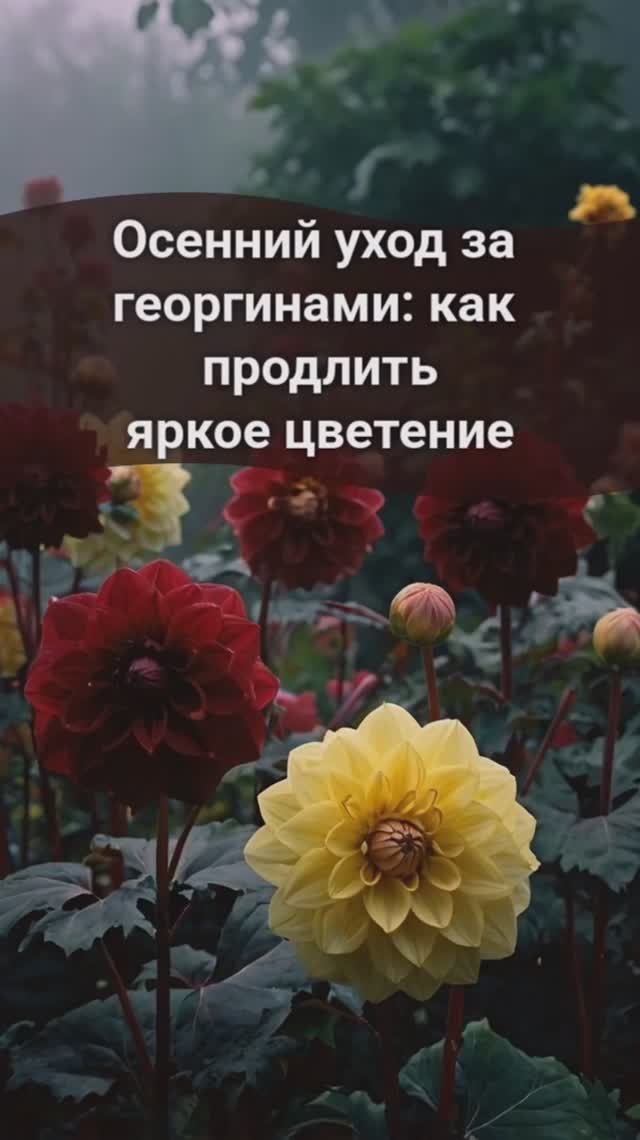 Осенний уход за георгинами: как продлить яркое цветение #георгины #shorts