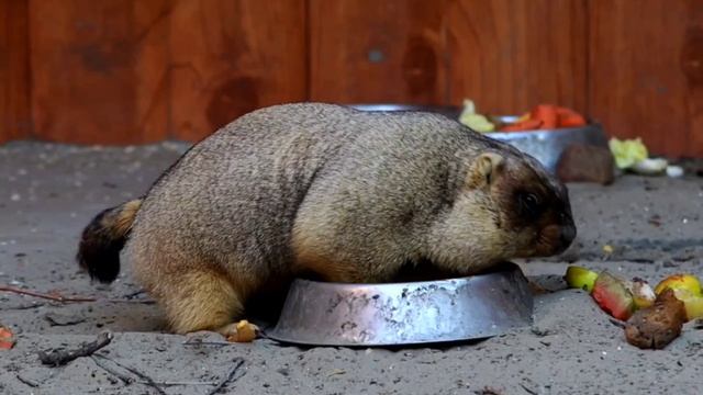 🐾 А байбаки-то как зажирели!