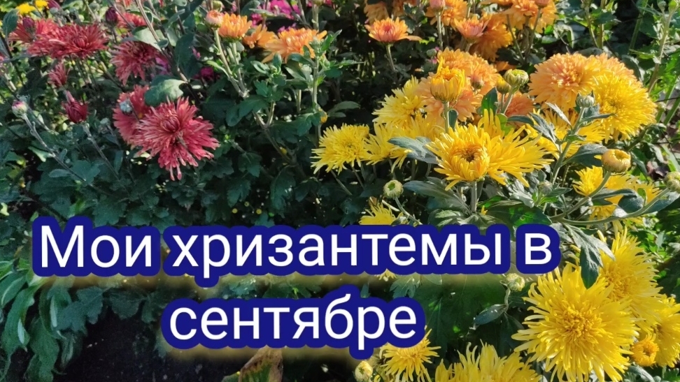 Корейские хризантемы в сентябре. Обзор мои сортов.