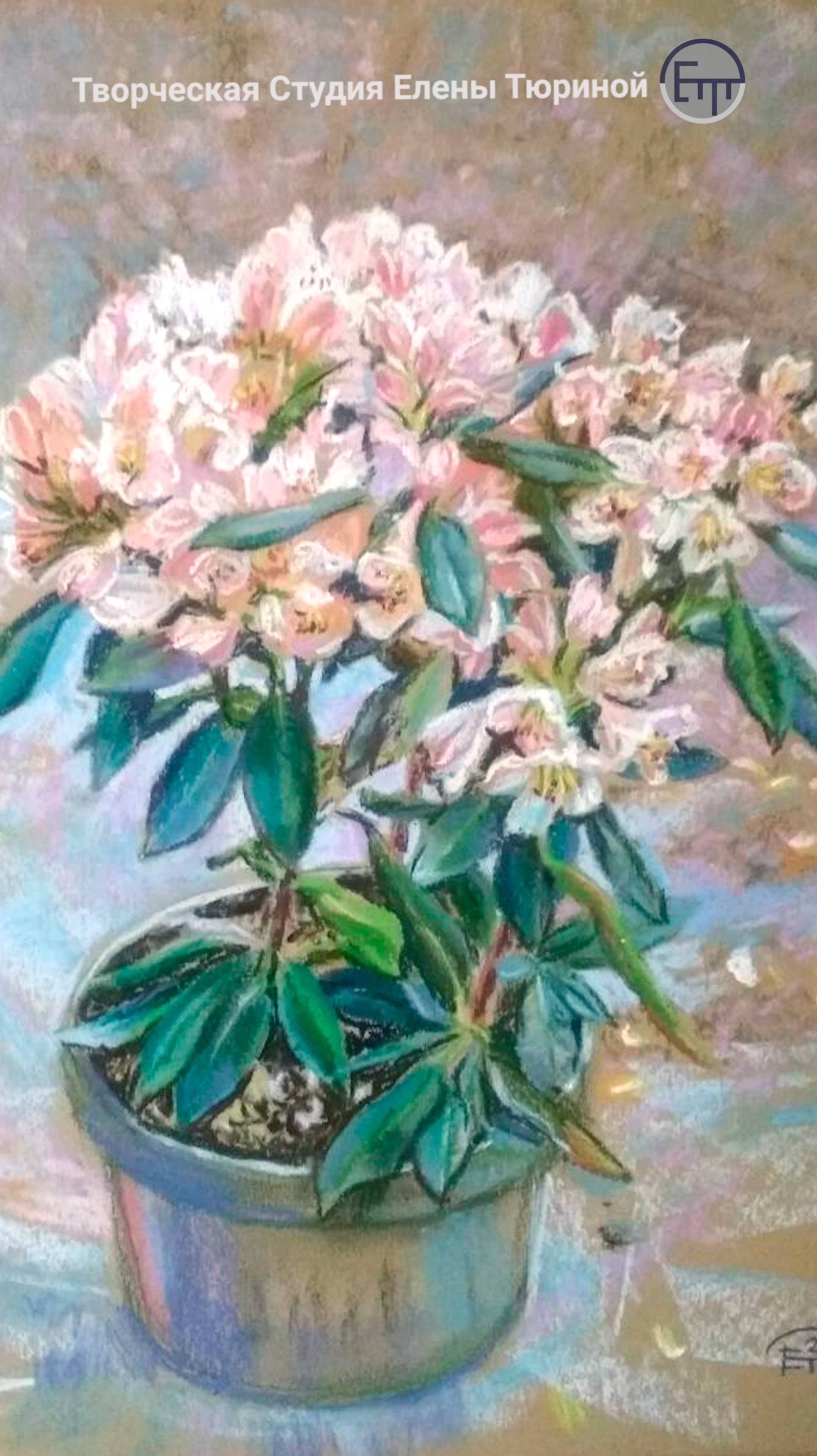 Рододендрон пастелью #shorts #рододендрон #пастель #натюрморт #сухаяпастель #цветы