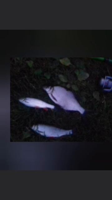 Сегодня немного порыбачил на речке в проводку на поплавок🎣 Наживка опарыш.