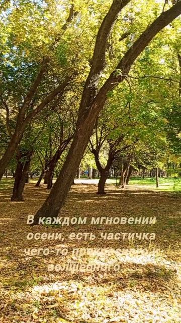 Природа,осень,лес.