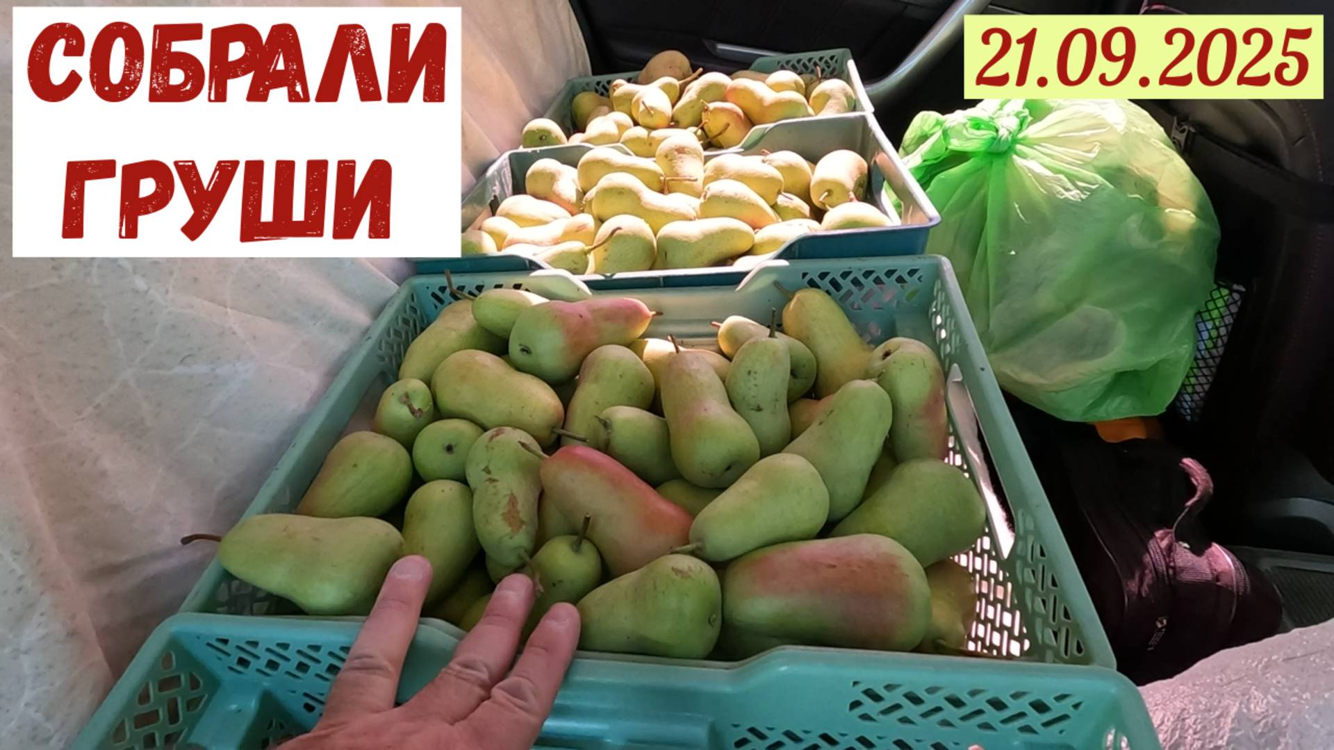 Собрали груши в Волгограде(21.09.2025)