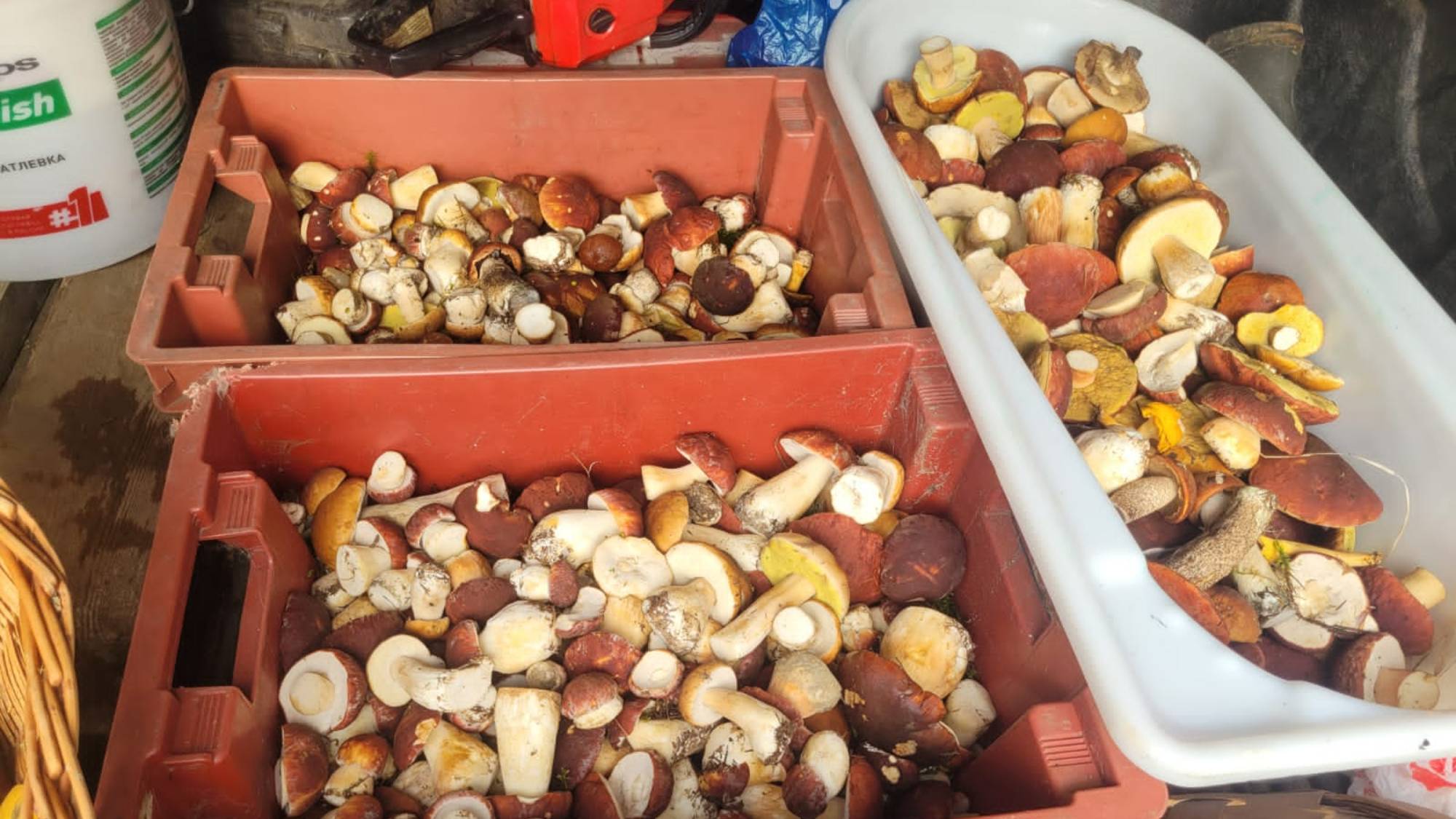 Косим белые грибы