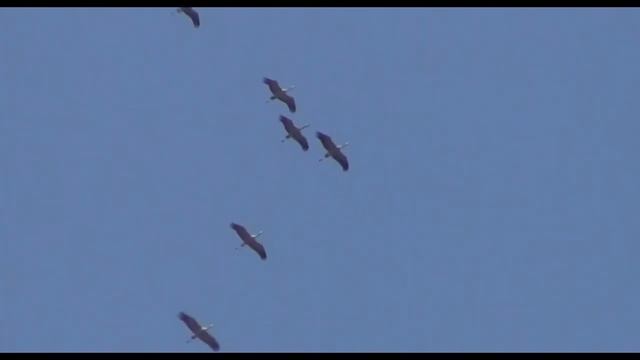 8. Светлана Новгородова