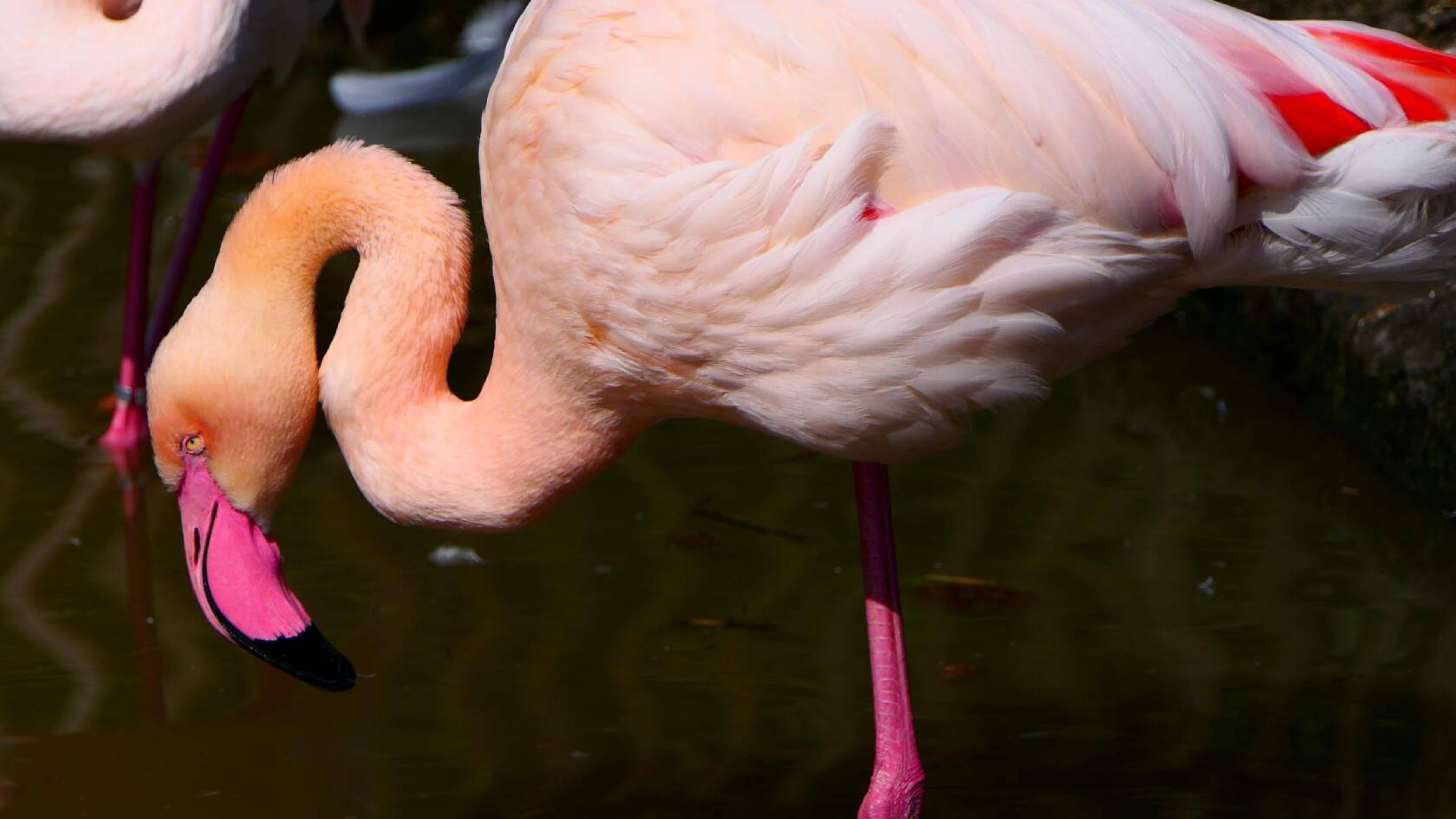 🦩❄️"ФЛАМИНГО" Шедевры изяществ Снежная буря застала фламинго привыкли к снегу и им нравится гулять