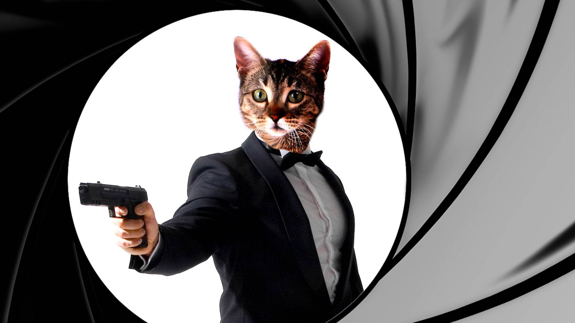 Кот, Джеймс Кот #Кот #Животные #Агент007 #Смех #Юмор #Ржака