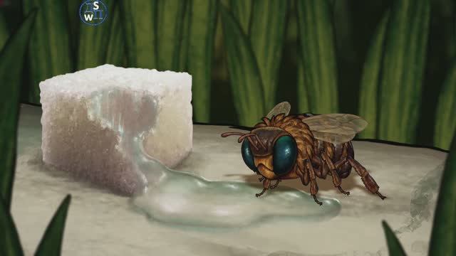 Пчелка: Наше новое место!