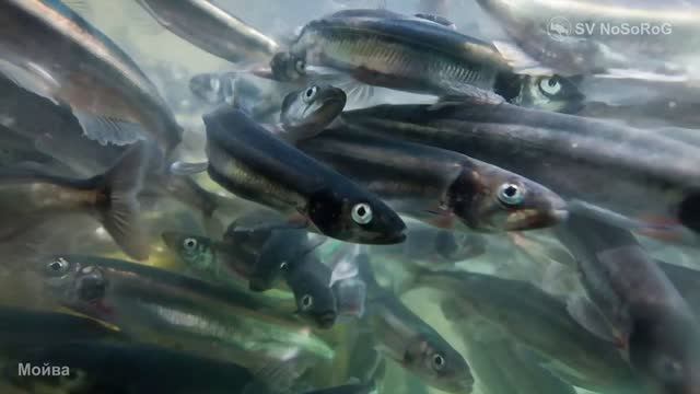 Каковы у Мойвы (Capelin) — Mallotus villosus (Müller, 1776) внешние отличия самца от самки ?