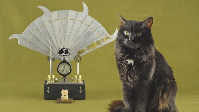 Веер-тэссен Кот. Фотореквизит. 鉄扇