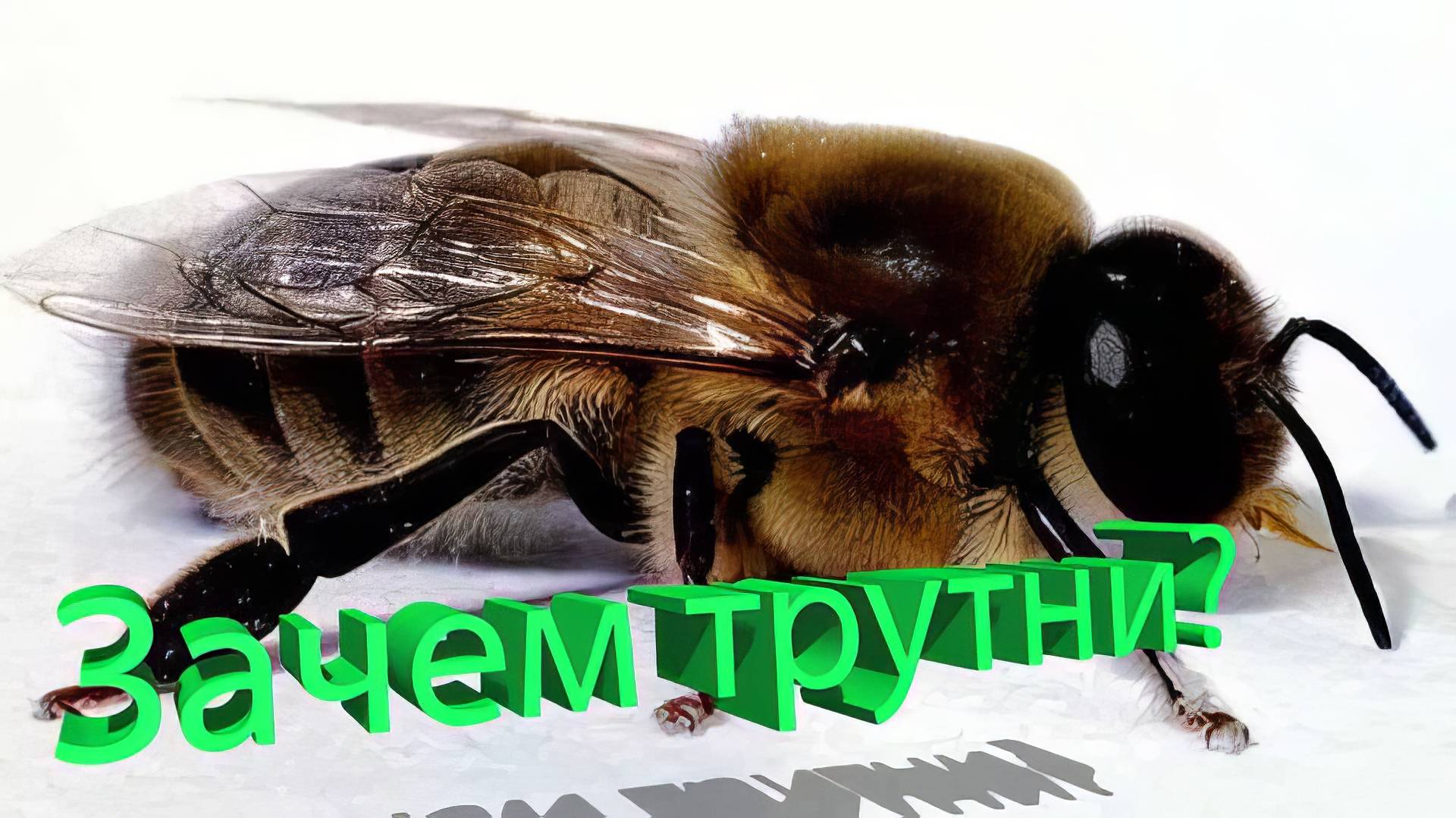 "Бездельники" или необходимость? Правда о трутнях от профессора Кашковского