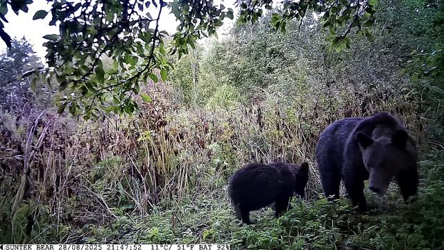 Медведи, фотоловушка Mini 600