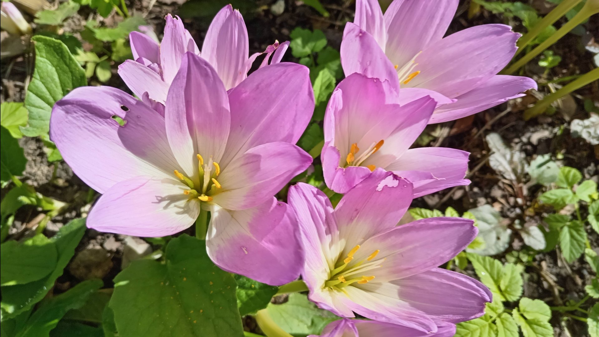 ТЫСЯЧЕЛИСТНИКИ В МОЁМ САДУ.