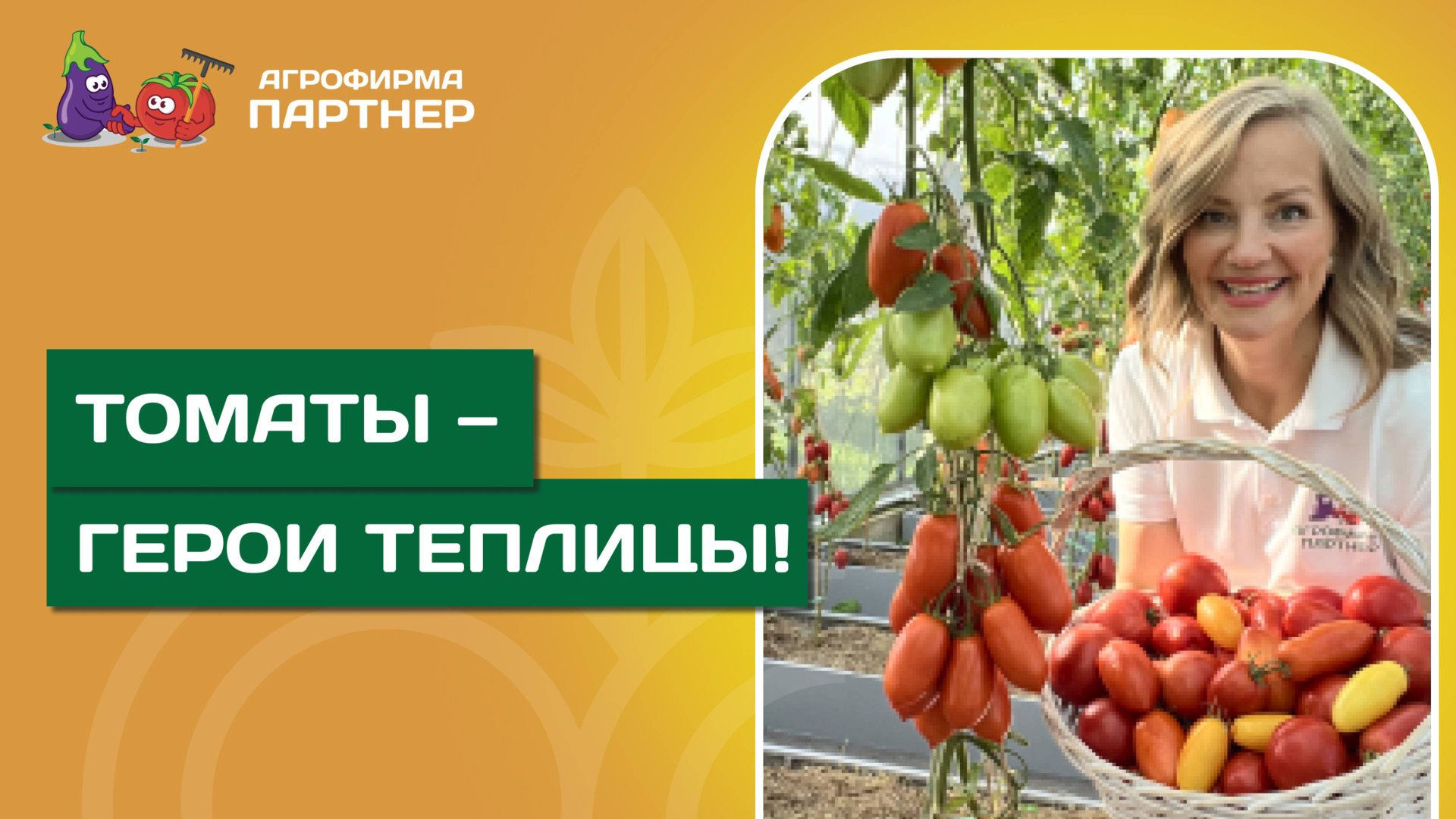 ТОП ИНДЕТЕРМИНАНТНЫХ ТОМАТОВ // Выносливые сорта и гибриды сезона 2025