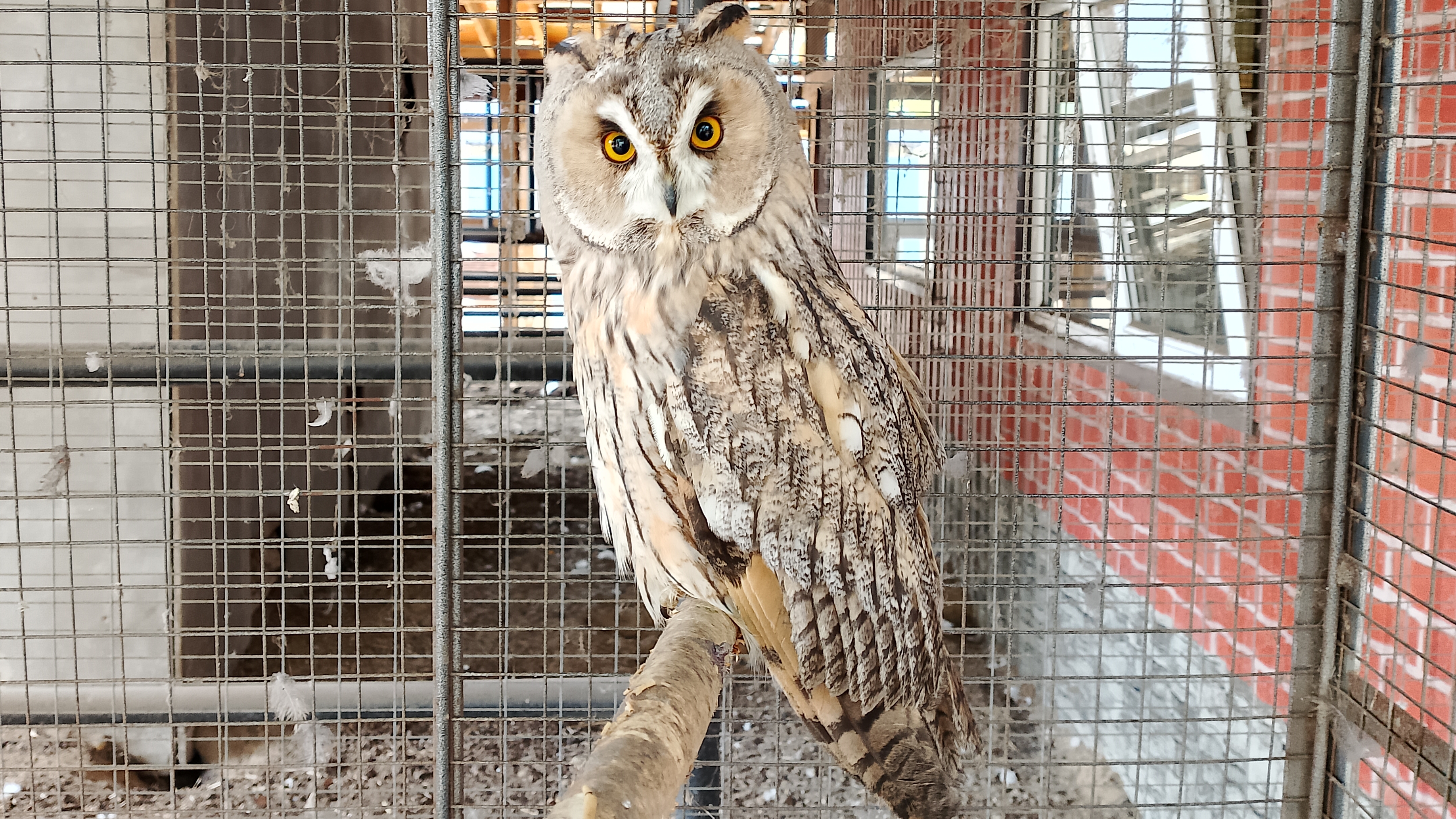 Страусиная ферма, зоопарк, свинка , осень, сова, сурикаты, ястребы, верблюды, енот