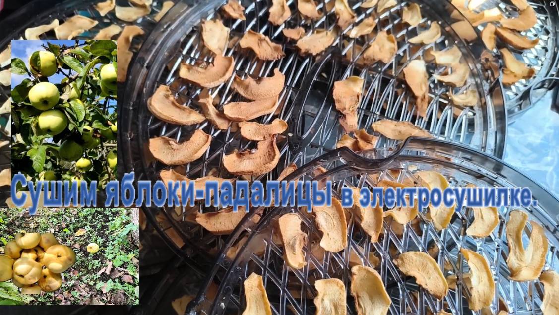 Сушим яблоки - падалицы в электросушилке на зиму. Домашние заготовки. #яблоки #заготовки_на_зиму.