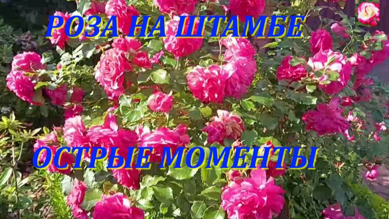 ШТАМБОВЫЕ РОЗЫ