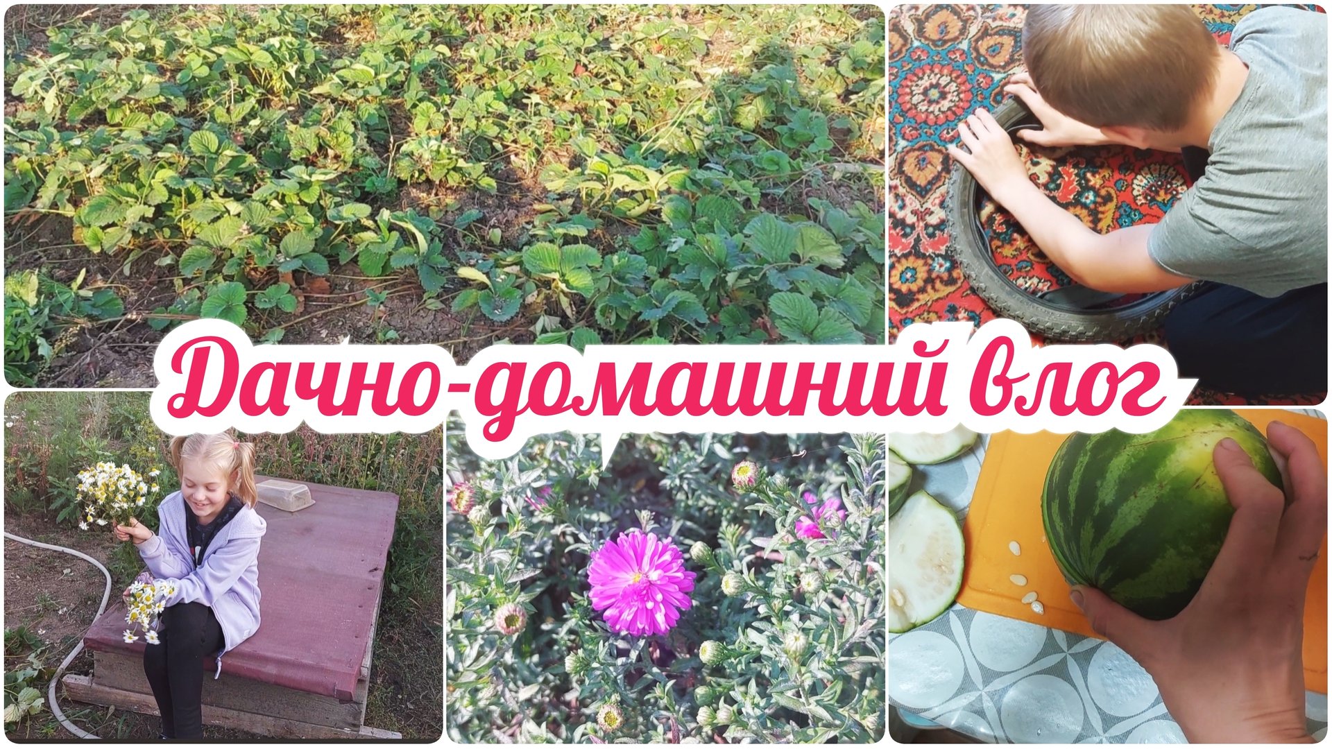 ОСВОБОДИЛА КЛУБНИКУ 🔥 УБОРКА ТРАВЫ // ПРОКОЛОЛИ ВЕЛИК // МНОГО КУКУРУЗЫ // ВОРОНЫ ЕДЯТ АРБУЗ