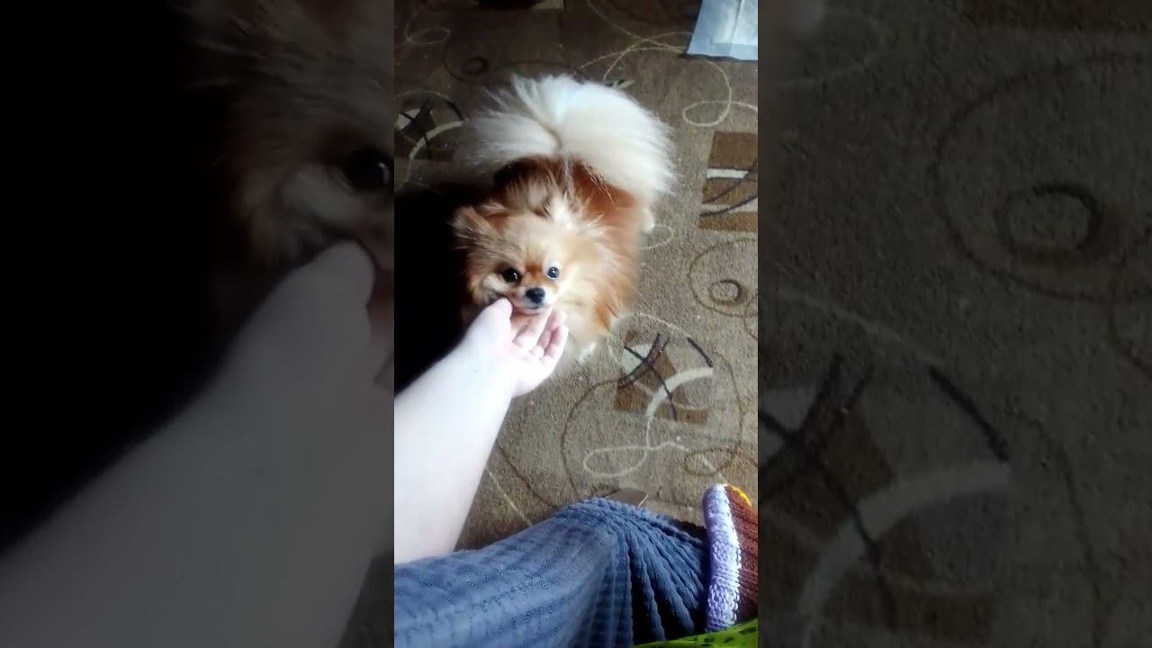 рыжик садик