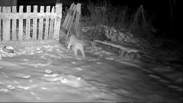 Рысь на камеру видеонаблюдения