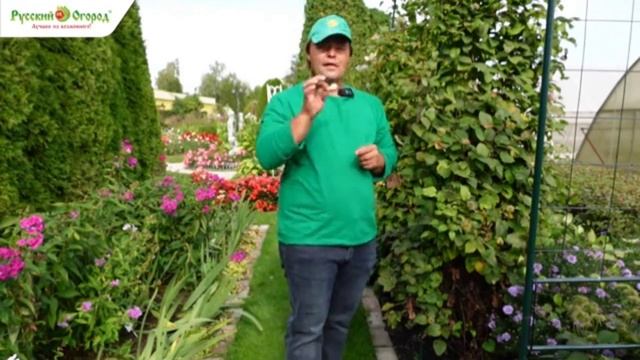 Посадка чеснока осенью.