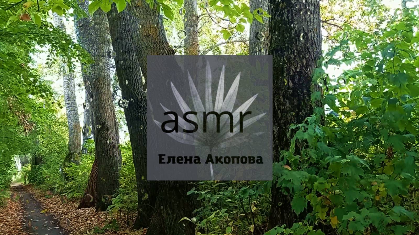 Прогулочная тропинка через лесопарк в сентябре. Дождь