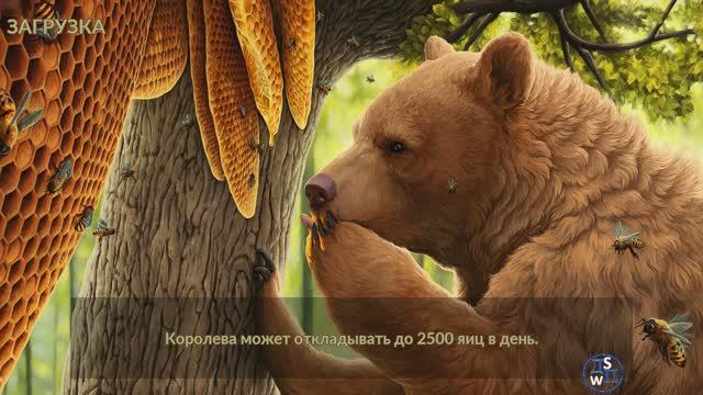 Пчелка: Незваный гость!