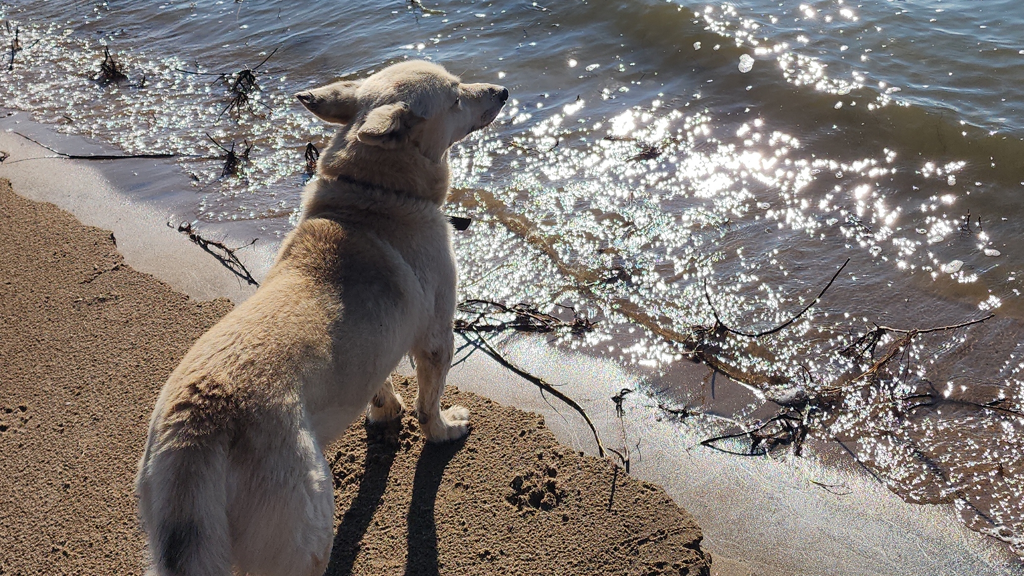 Как Дружок хотел Волгу выпить