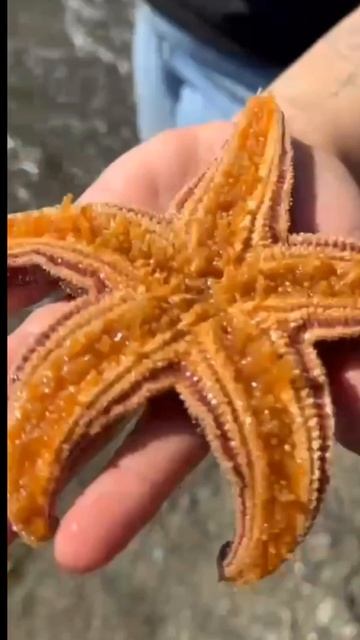 Это странное место Камчатка