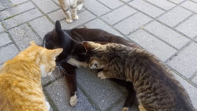 ДРУЖНАЯ СЕМЕЙКА