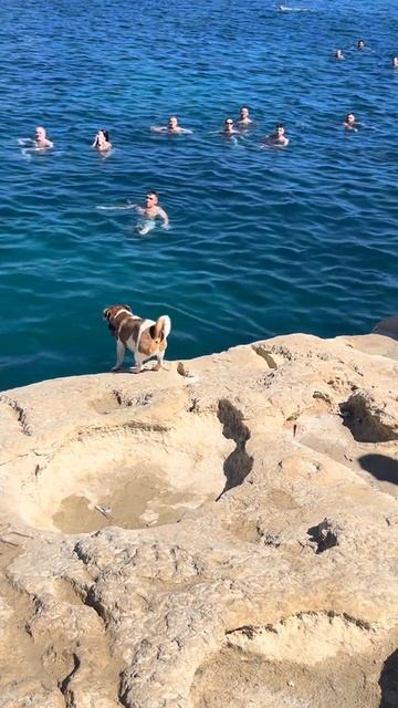 с хозяином хоть на край света