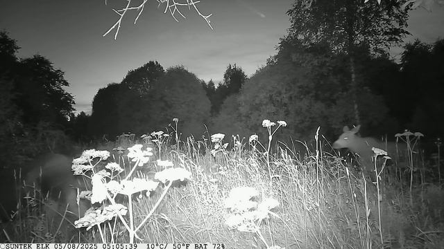 Семейный переход - лось и лосёнок, Mini 600