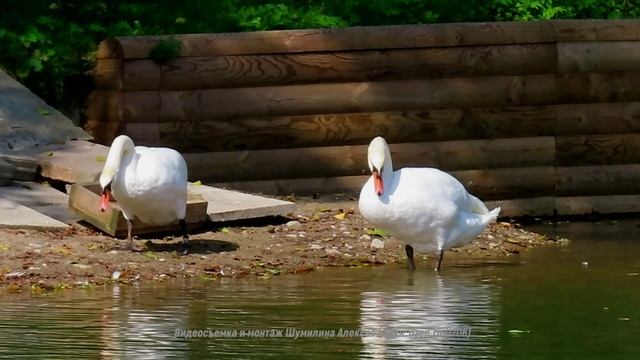 Лебеди Центрального ботанического сада.