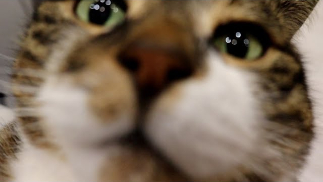 разбуди: ОБЗОР НА КОТИКА