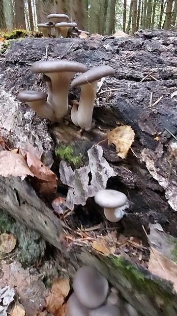 💥ВЁШЕНКА УСТРИЧНАЯ ПОШЛА В ПОДМОСКОВЬЕ В КОНЦЕ СЕНТЯБРЯ🍁🍄 🍂 Грибы 2025