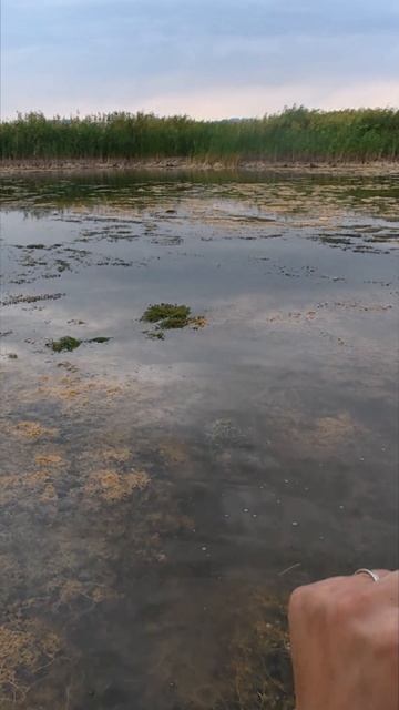 Выезд на спиннинг - Змееголов #змееголов #2025 #рекомендации #fishing #top