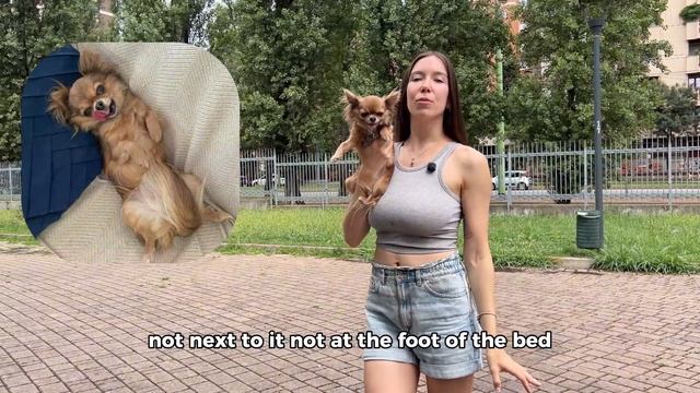 Tania Bann.Tiny Dog, Big Personality- Meet Polpetta