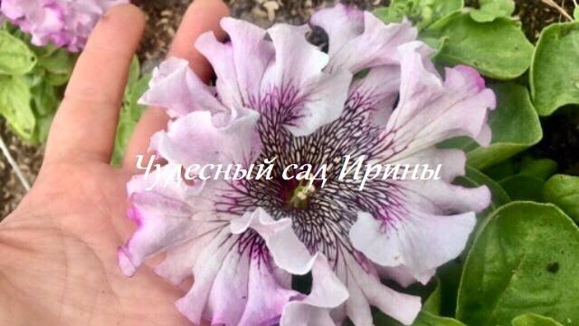 Чудесный сад Ирины. Петуния превосходнейшая Альба