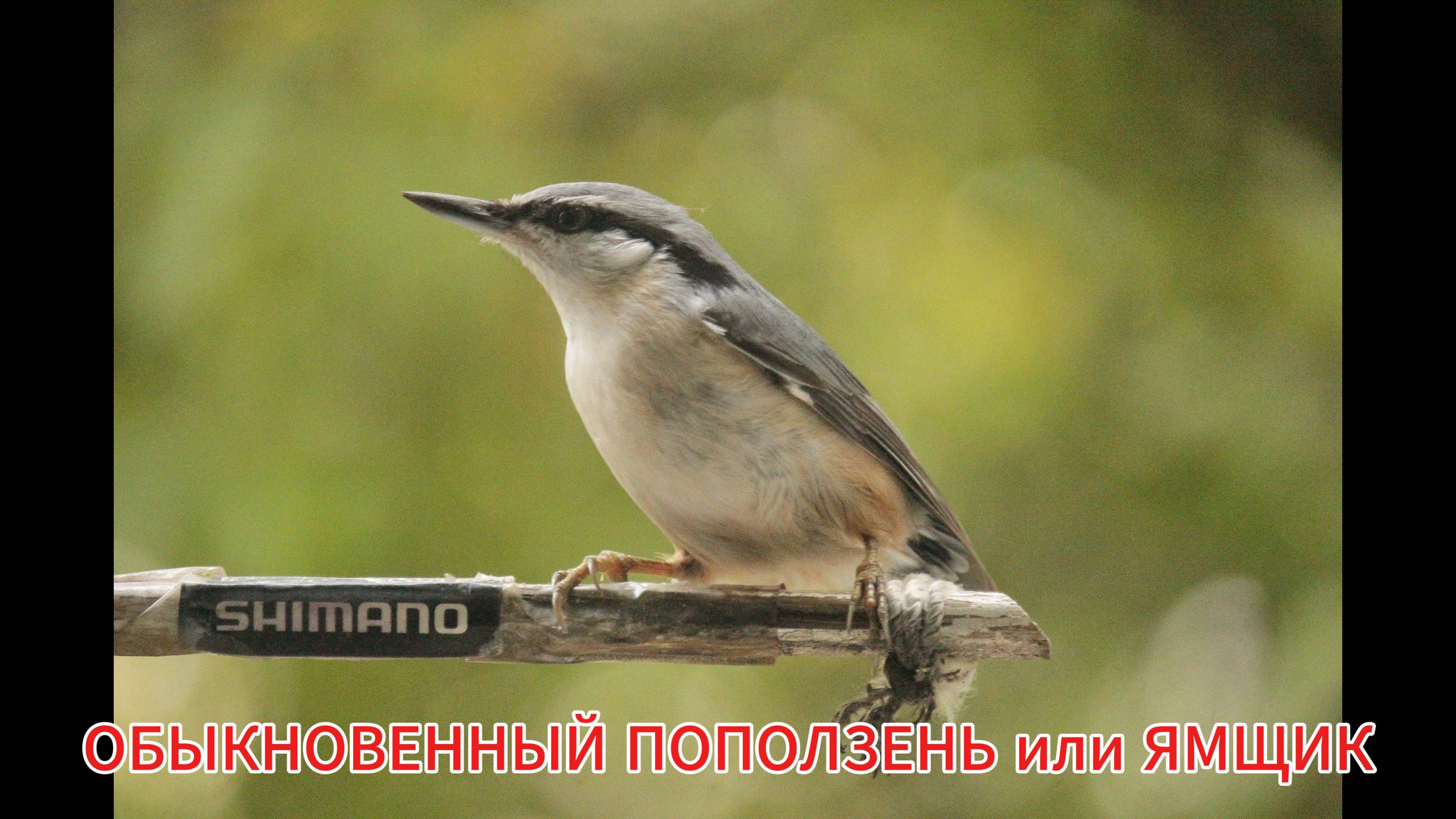 ПОПОЛЗЕНЬ НА ОКОННОЙ КОРМУШКЕ в МОСКВЕ