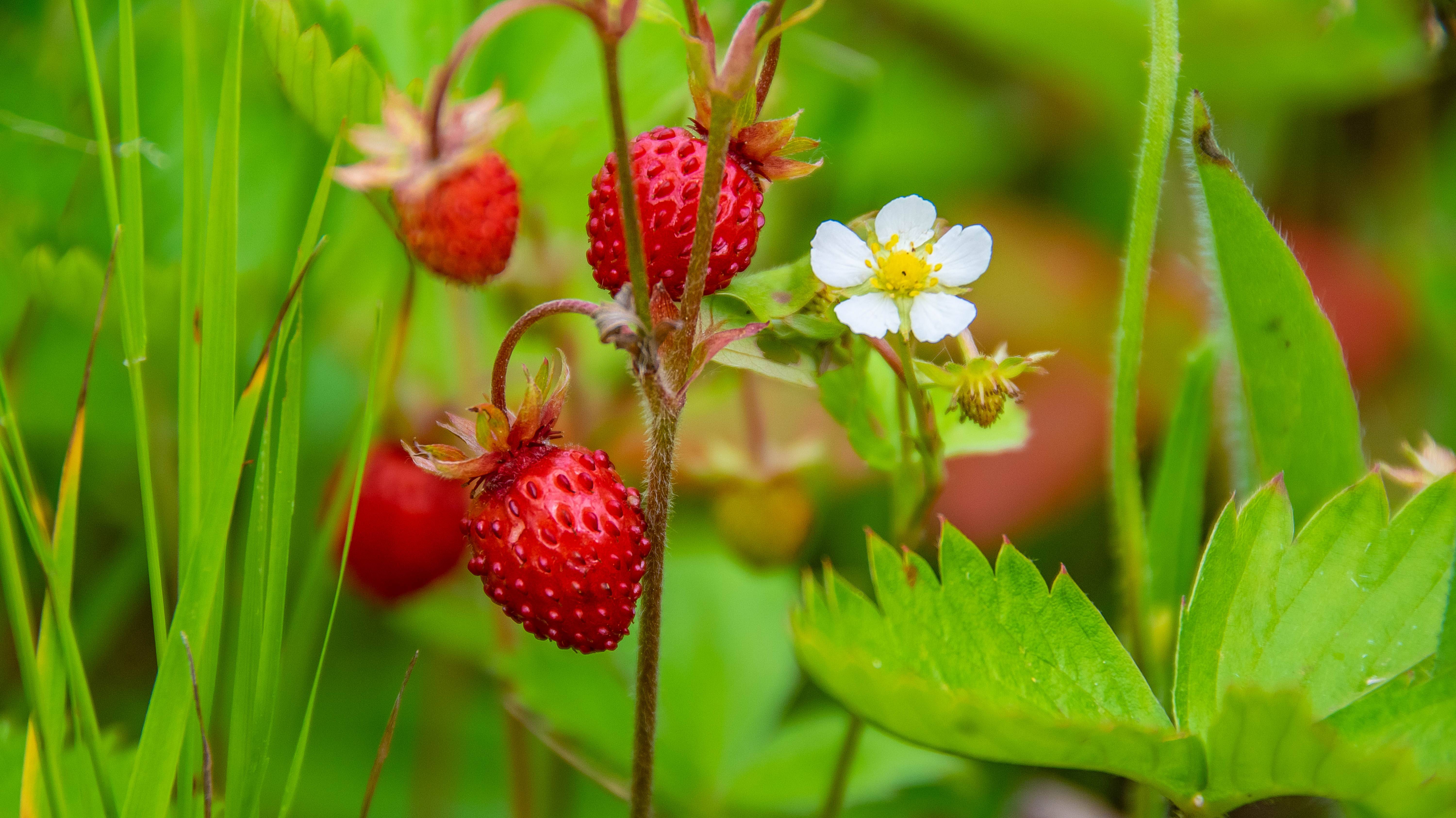 Вспоминая лето: первая земляника.