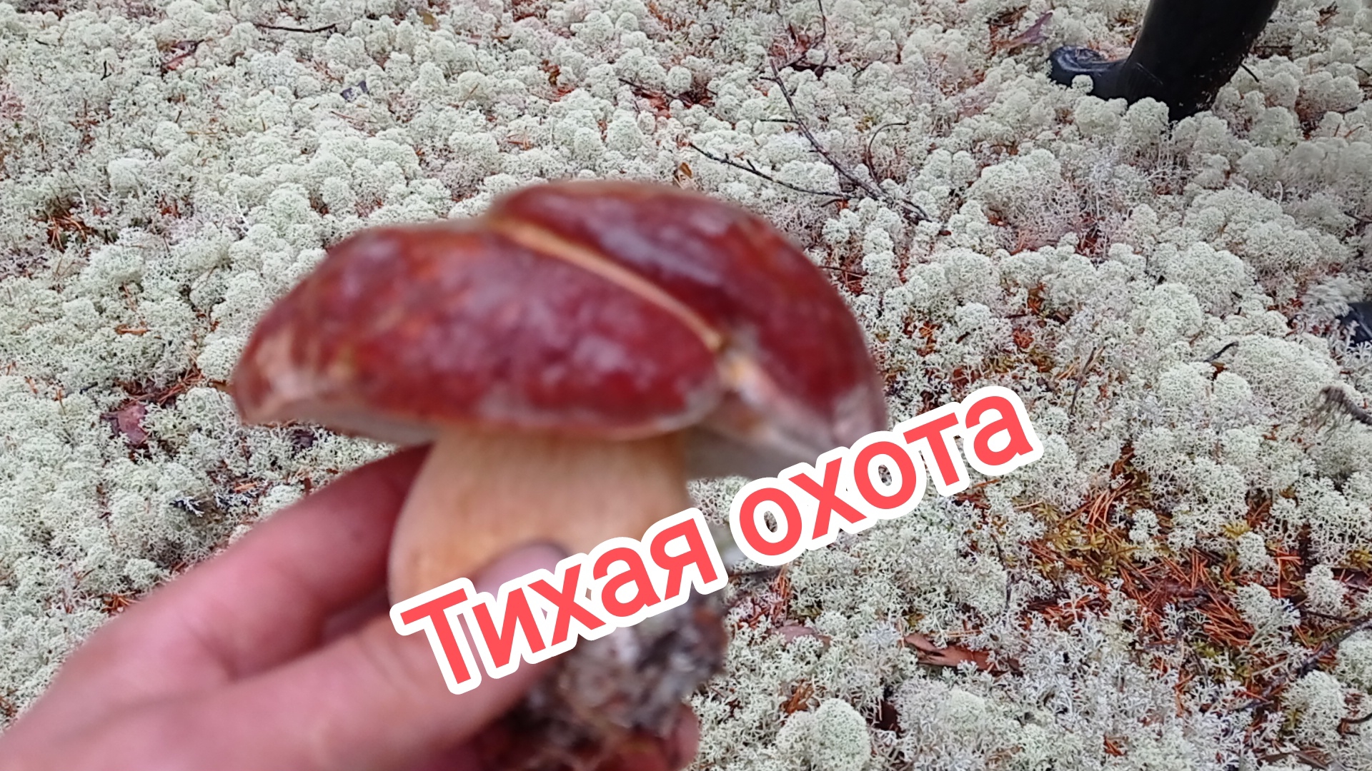 Семейный поход в лес за грибами.