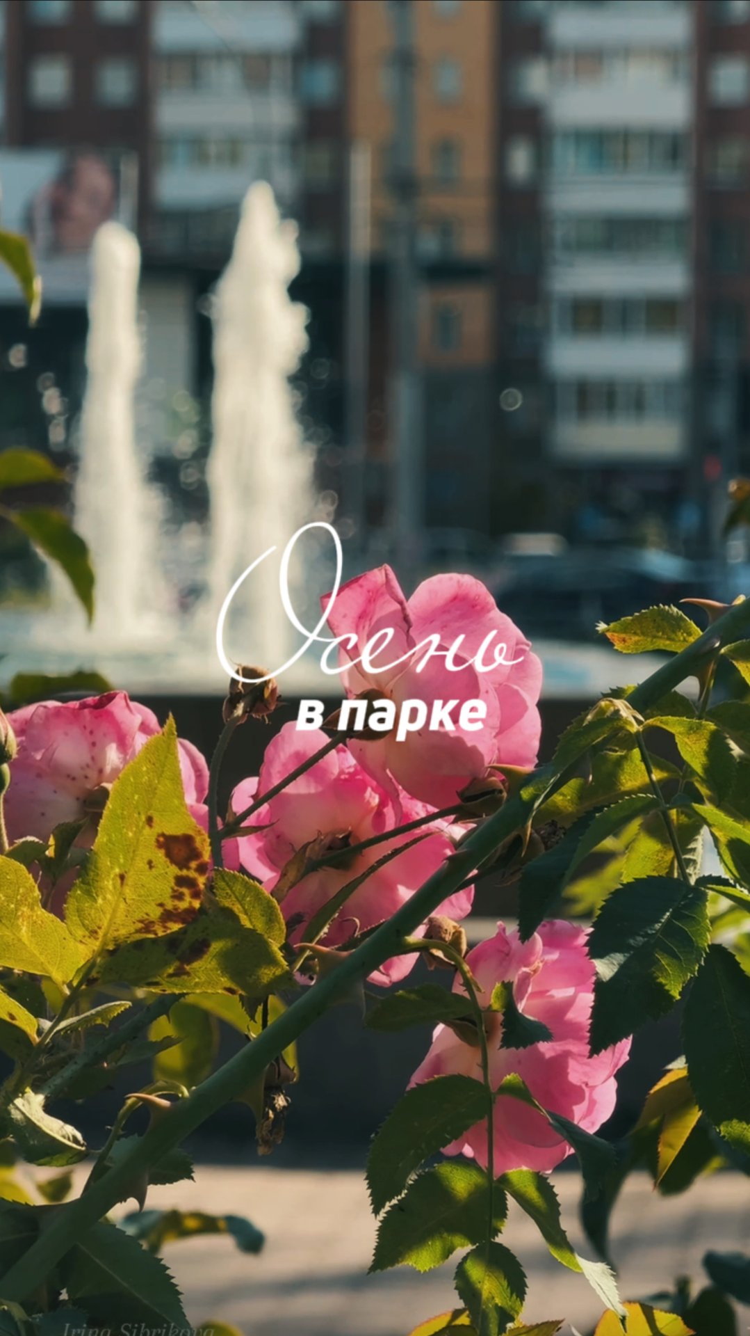 Осенний парк🍁 НОВОСИБИРСК, ПКиО Березовая роща.