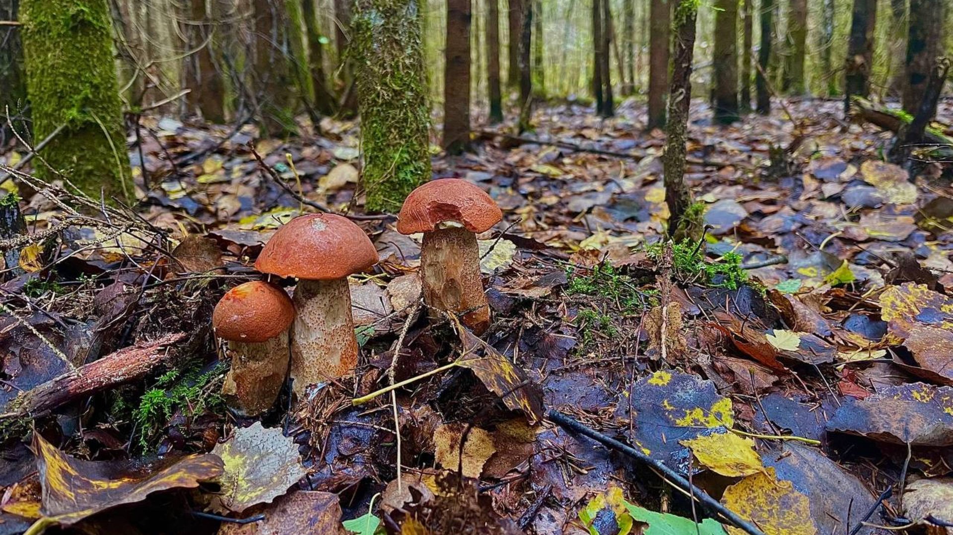 Осенний сказочный лес, подарил массу эмоций от красивых находок! Грибы продолжают расти!