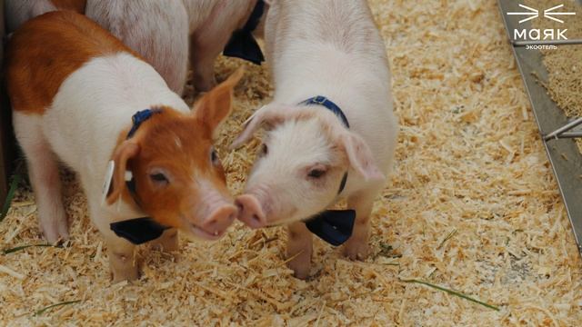 Экоотель «Маяк» - участник XXVII Поволжской на агропромышленной выставки!